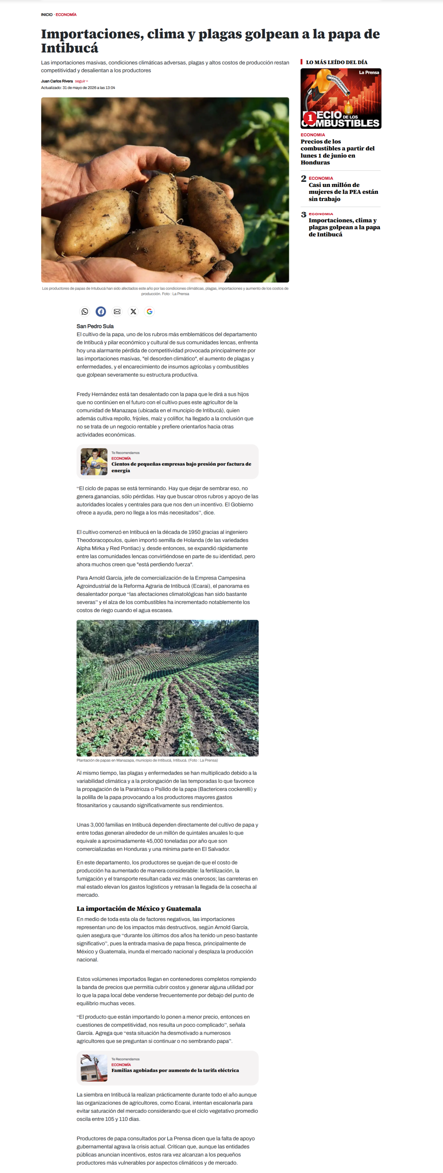 IMPORTACIONES, CLIMA Y PLAGAS GOLPEAN A LA PAPA DE INTIBUCÁ